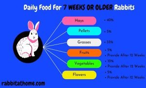 Rabbit Food Chart [Safe and Unsafe Rabbit Food List]